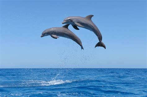 Inside The Dark World Of Randy Sex Pest Dolphins Who Terrorise Swimmers