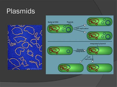 Ppt Bacteria And Archaea Powerpoint Presentation Free Download Id 2378156