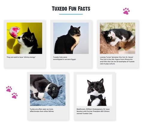 Tuxedo Cat Facts Artofit