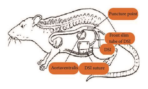 Implantable Telemetry Technology To Monitor Dynamic Blood Pressure In Download Scientific