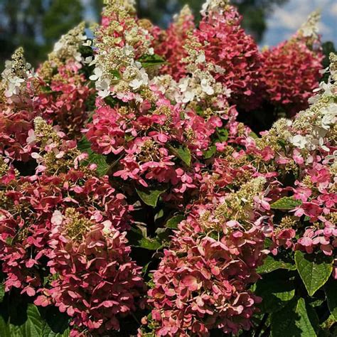 Candelabra Hydrangea Hedge Shop Shrubs Spring Hill Spring Hill