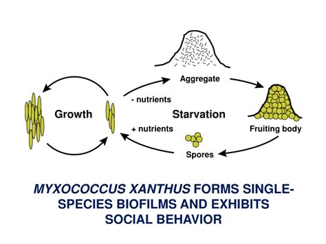 Ppt Cell Shape Coccus Sphere Coccus Single Diplococcus Two Powerpoint Presentation Id