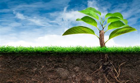 Nature Comm 中国农业大学徐凌课题组与合作者发现植物与根际微生物在干旱下的互作机制 知乎