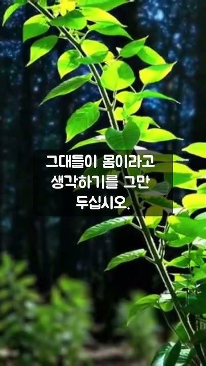 한계를 넘어선 사랑 몸과 자아의 분리 깨달음 명언 자기수행 내면의평화 동기부여 긍정적마인드 마음챙김 좋은글 긍정의말 명상 진정한사랑 Youtube
