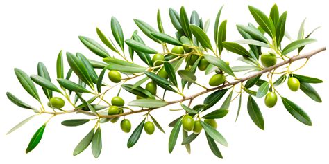 Isolated Branches Of Olive Tree 46032859 Png