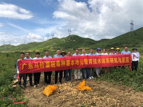广东省马铃薯脱毒种薯本地化繁育技术现场测产观摩会在韶关市举行广东省农业科学院