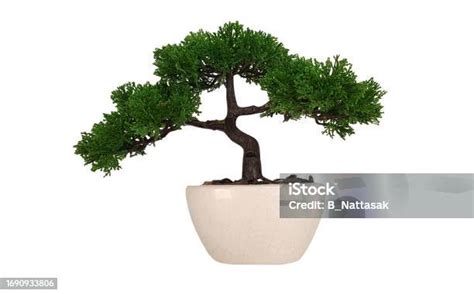 하얀 도자기 화분에 있는 분재 나무는 하얀 배경에 오려낸 길로 분리되어 있다 일본 나무와 관상용 식물 분재에 대한 스톡 사진 및 기타 이미지 Istock