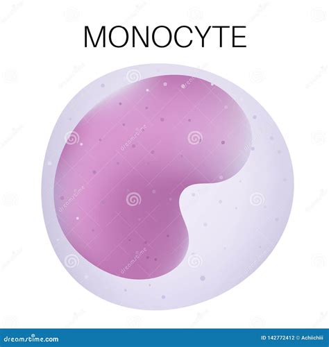 Type De Globule Blanc Monocyte Illustration De Vecteur Illustration Du Médecine Vecteur