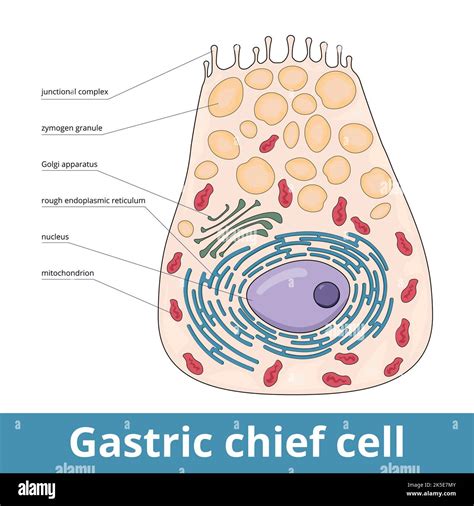 Gastric Chief Cell Gastric Gland Cell That Releases Pepsinogen And
