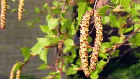 არყის ხე რადიო ფორტუნა Fortuna Ge