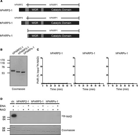 The Carboxyl Terminal Domain Of Parp1 Is Not Activated By The Download Scientific Diagram