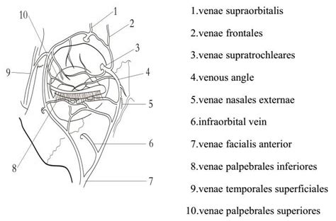 Infraorbital Vein
