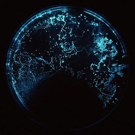 Bioluminescent Microbe Vibrio Fischeri