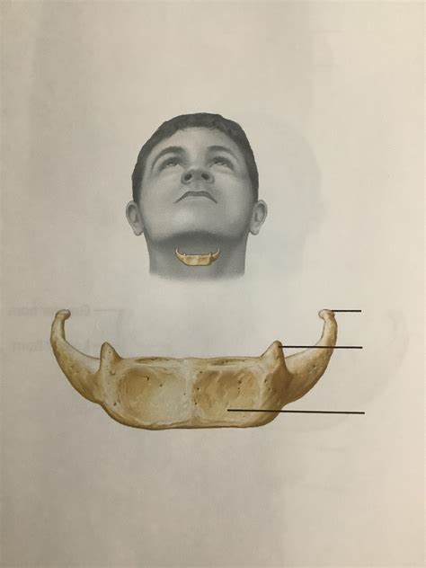 Hyoid Bone Diagram Quizlet
