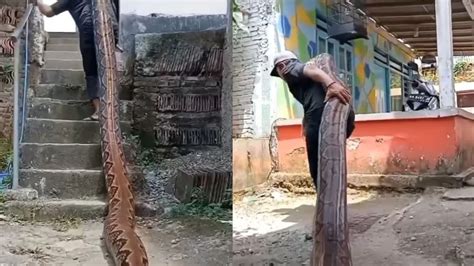 Viral Video బాబోయ్ భారీ కొండచిలువను భుజాలపై మోస్తూ తీసుకెళ్తున్న