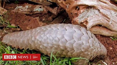 သင်းခွေချပ်မှောင်ခိုသမားတွေကို ခြေရာခံနိုင်မယ့်နည်းသစ် Bbc News မြန်မာ