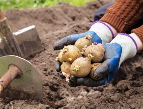 When Should You Fertilize Your Potatoes Backyard Boss