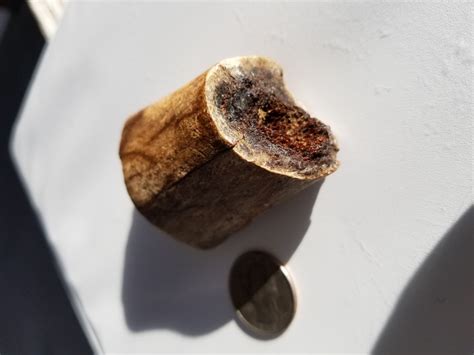 Fossil Bone Fragment Id Fossil Id The Fossil Forum