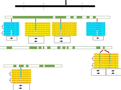 Identification Pyramid And Candidate Genes Of Qtls For Associated Traits Based On A Dense Erect