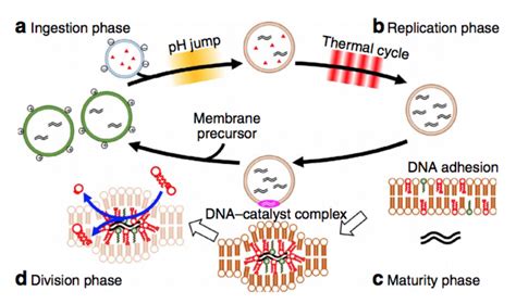 Japanese Researchers Create Self Replicating Artificial Cells