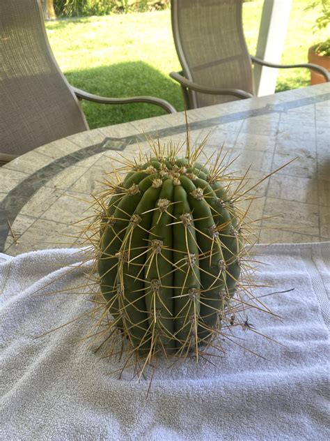 Scored A Cutting From My Cousins Property Out In The California Desert