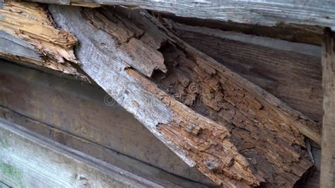 Severely Decayed Wooden Beam In Old Building Structure Stock Footage
