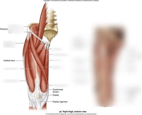 Diagram Of Lower Muscles Of Appendicular Skeleton Quizlet