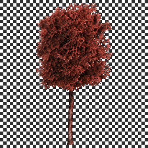 Red Maple Tree Decal A23d