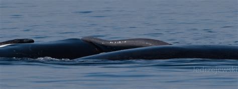 Right Whale Sex Involves One Tonne Testicles And A Metre Penis Nsfw Reproduction Earth