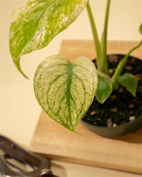 4 Monstera Mint Plant Rare Variegated Form Bwh Plant Co