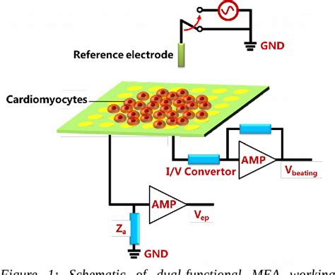 Figure 1 From Dual Function Microelectrode Array System For Simultaneously Monitoring