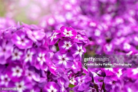 4,654 Laura Flowers Stock Photos, High-Res Pictures, and Images - Getty ...
