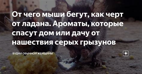 От чего мыши бегут как черт от ладана Ароматы которые спасут дом или дачу от нашествия серых