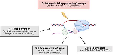 DNA Damage And Transcription Stress Molecular Cell
