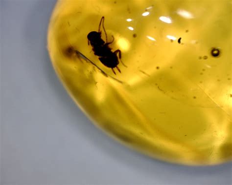 Dominican Amber Specimen With Roach And Air Bubbles 091822f The