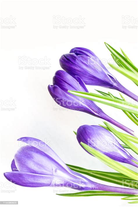 흰색 배경에 고립 된 아름 다운 보라색 크 로커 스 꽃 근접 촬영 0명에 대한 스톡 사진 및 기타 이미지 0명 3월 개념