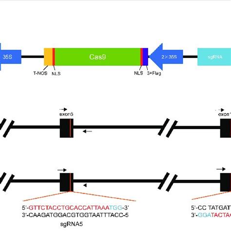 Diagram Of Single Grna Crisprcas9 Vector Target Sequence And Target Diagram Of Single Grna Crisprcas9 Vector Target Sequence And Target