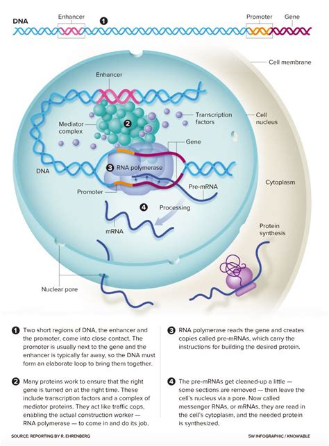 Different Versions Of The Same Gene Are Called