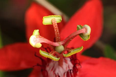 ベニバナトケイソウ 紅花時計草 お花の写真集