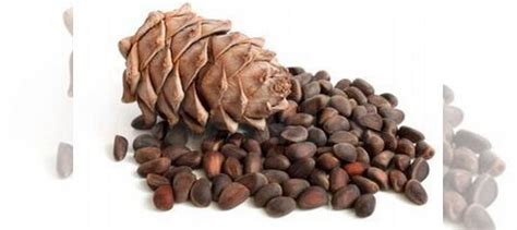 Кедровые орехи и шишки купить в Санкт Петербурге Товары для дома и дачи Авито