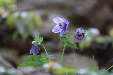 무료 이미지 자연 꽃잎 봄 녹색 식물학 플로라 야생화 꽃들 닫다 자주색 꽃 행복 비올라 산 꽃 매크로 사진 보다 꽃 피는 식물 꽃의 경적