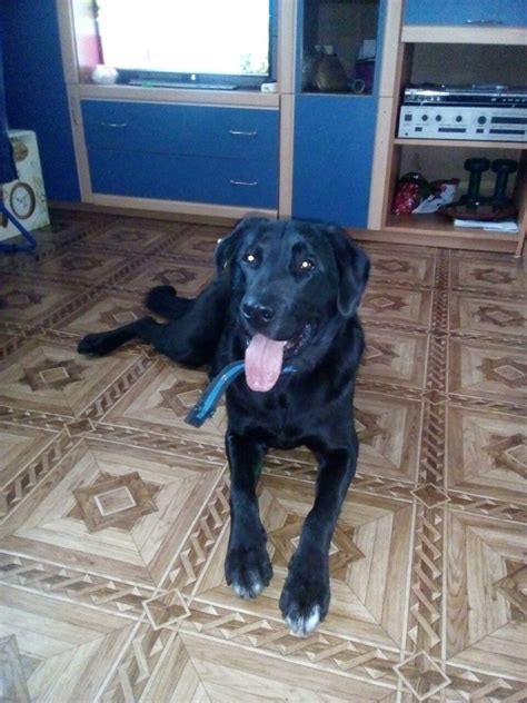 სანამ ქალი ავტობუსს ელოდებოდა მაწანწალა ძაღლი მას მიუახლოვდა და შარფი მოახვია