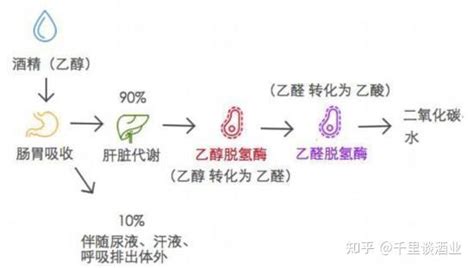 一喝就醉的“深水炸弹”——白酒加啤酒 知乎