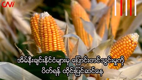 အိမ်နီးချင်းနိုင်ငံများမှ ပြောင်းတင်သွင်းမှုကို ပိတ်ရန် ထိုင်းပြင်ဆင်နေ Youtube
