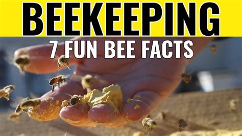 Bee Fun Facts Here Are A Few Fun Facts About Bees Stay 48 Off