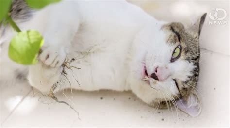 How Catnip Gets Cats High Video The Epoch Times