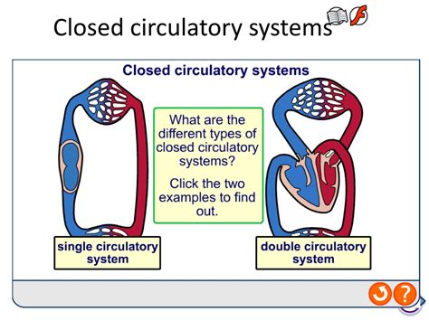 Closed Circulatory System Definition Types Examples V Vrogue Co
