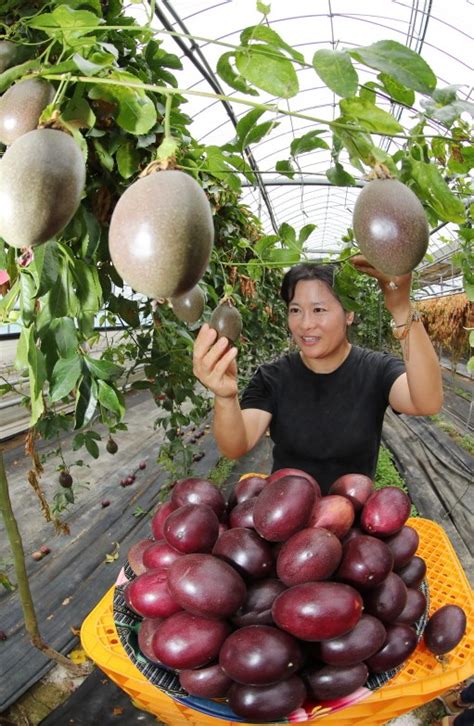 여신의 과일 패션프루트 수확