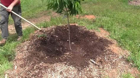 How And When To Fertilizing Fruit Trees Agriculture Goods