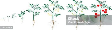 토마토 식물의 수명 주기 흰색 배경에 고립 된 잘 익은 빨간 토마토와 꽃과 열매 식물에 씨앗에서 성장 단계 성장 개념에 대한